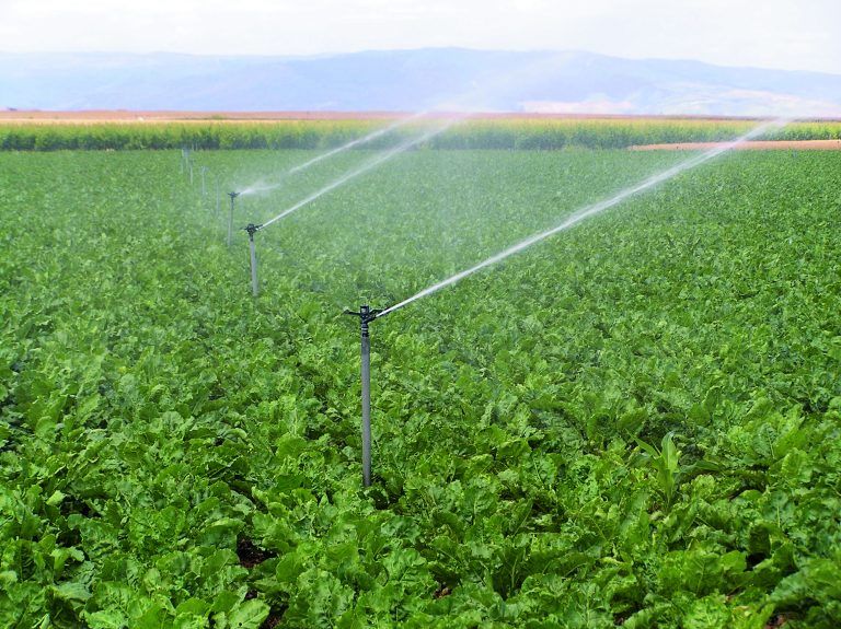 La importancia de regar bien – Azucarera