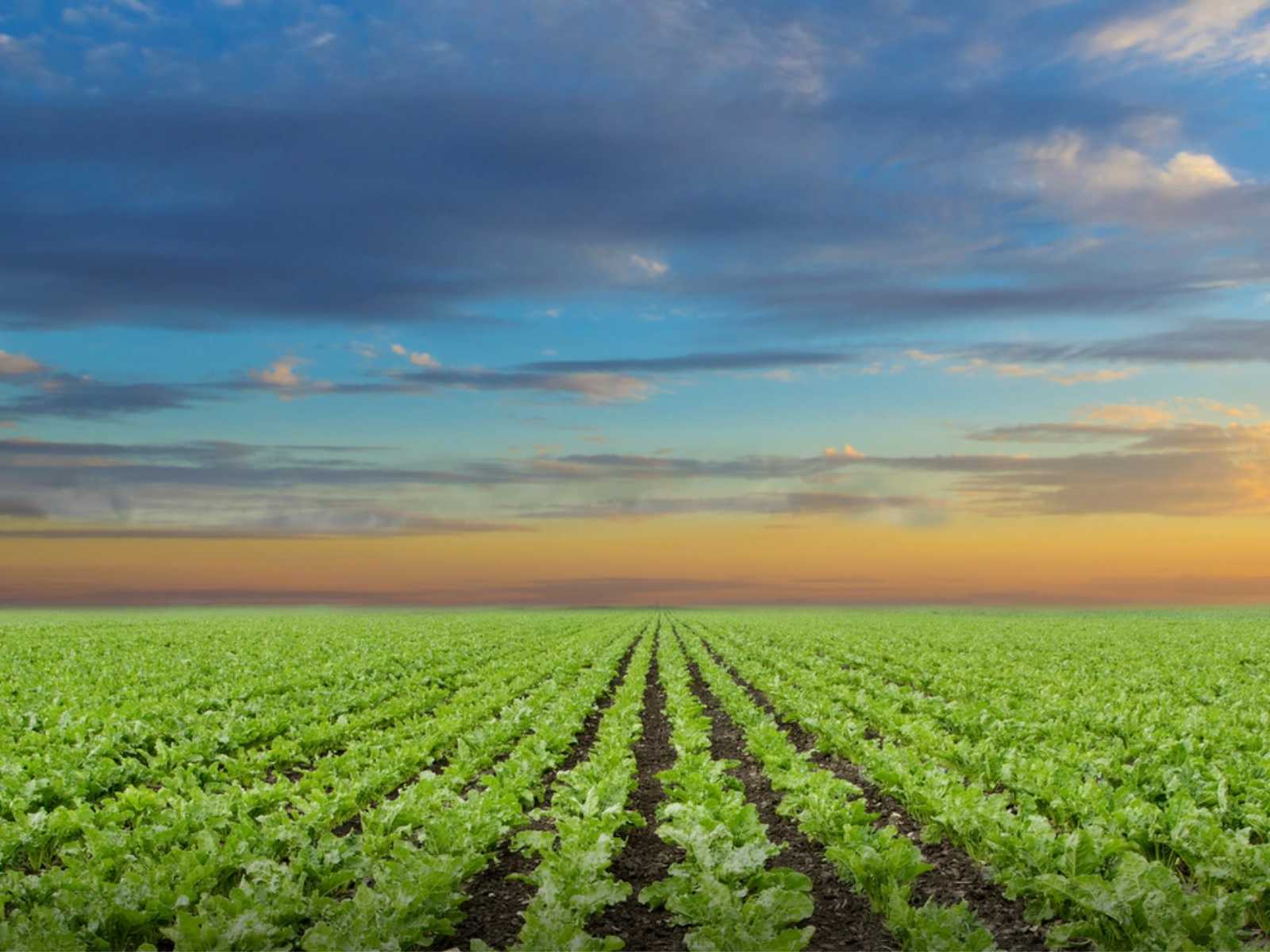 nuevo-pdr-remolacha-2023 - Azucarera